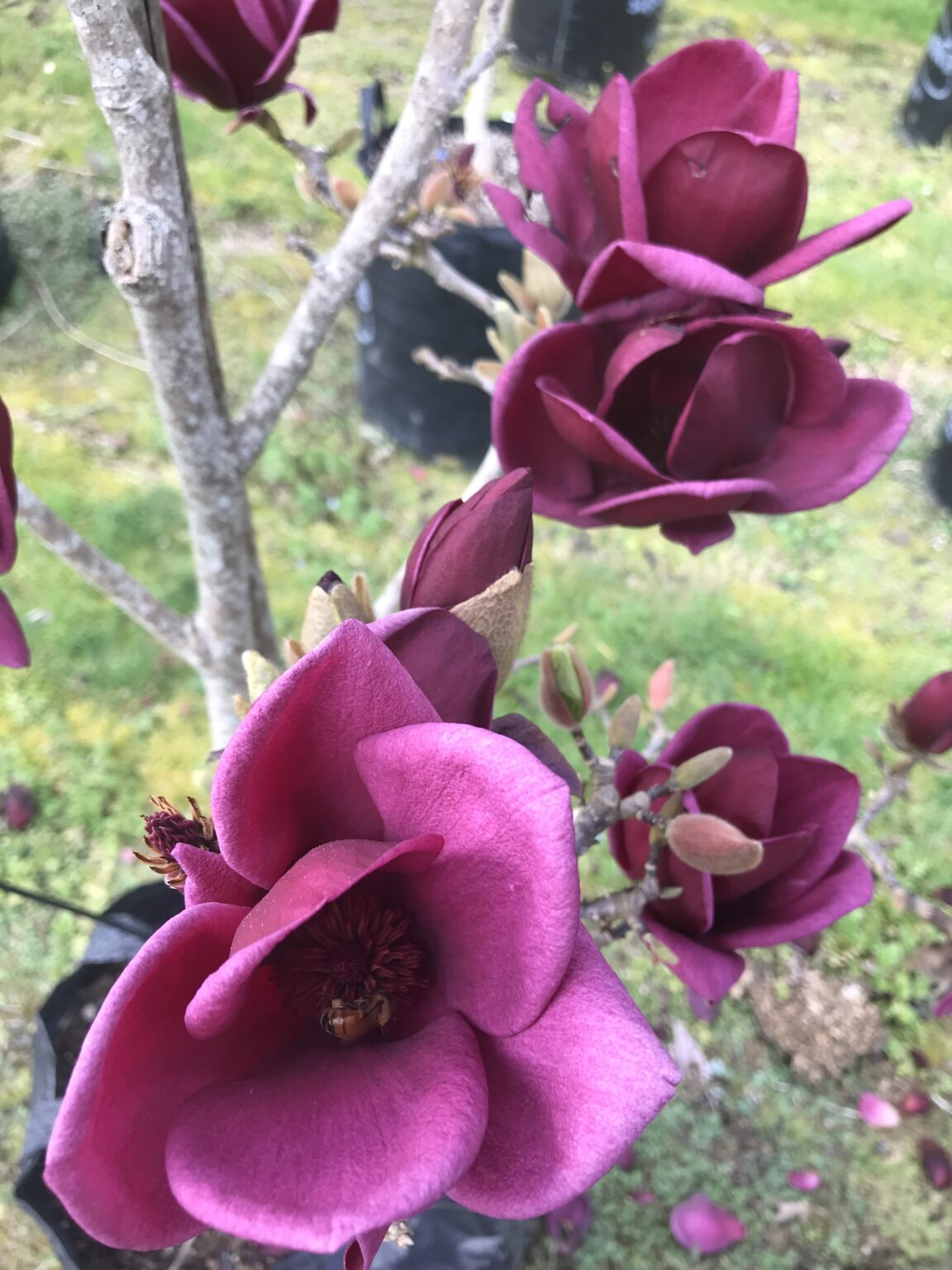 Magnolia Genie - Deciduous magnolia - Tauranga Tree Co