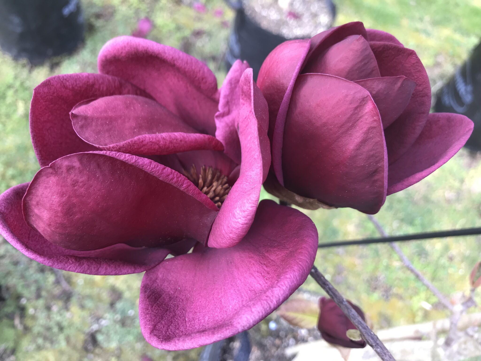 Magnolia Genie - Deciduous magnolia - Tauranga Tree Co