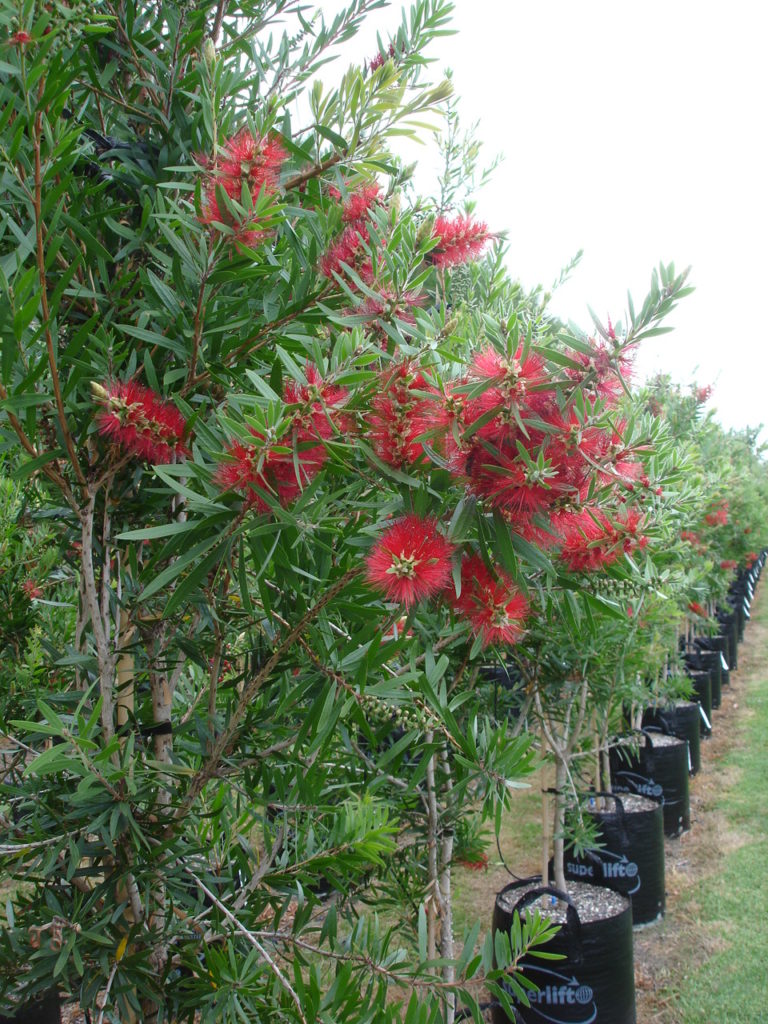 Callistemon Red Cluster - Bottlebrush - Tauranga Tree Co