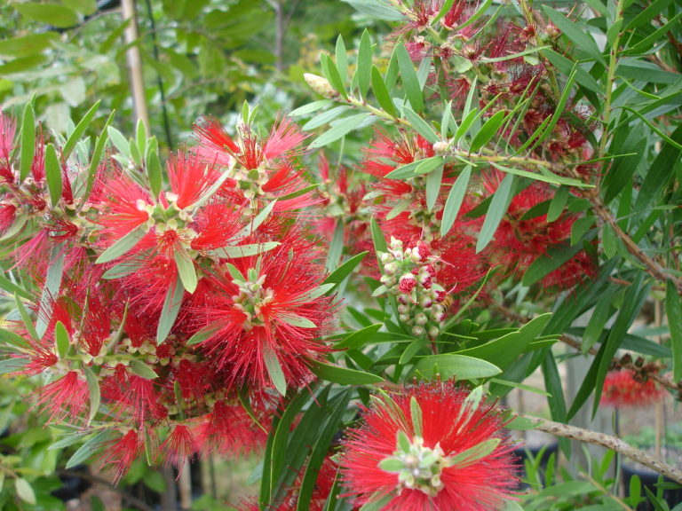 Callistemon Red Cluster - Bottlebrush - Tauranga Tree Co