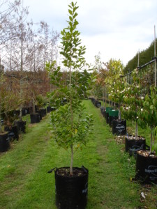 Planchonella costata - Tawapou - Tauranga Tree Co
