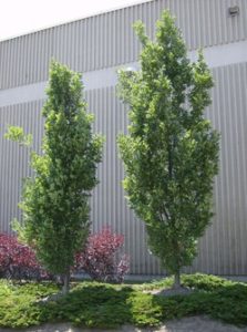 Quercus robur Fastigiata - Upright english oak - Tauranga Tree Co