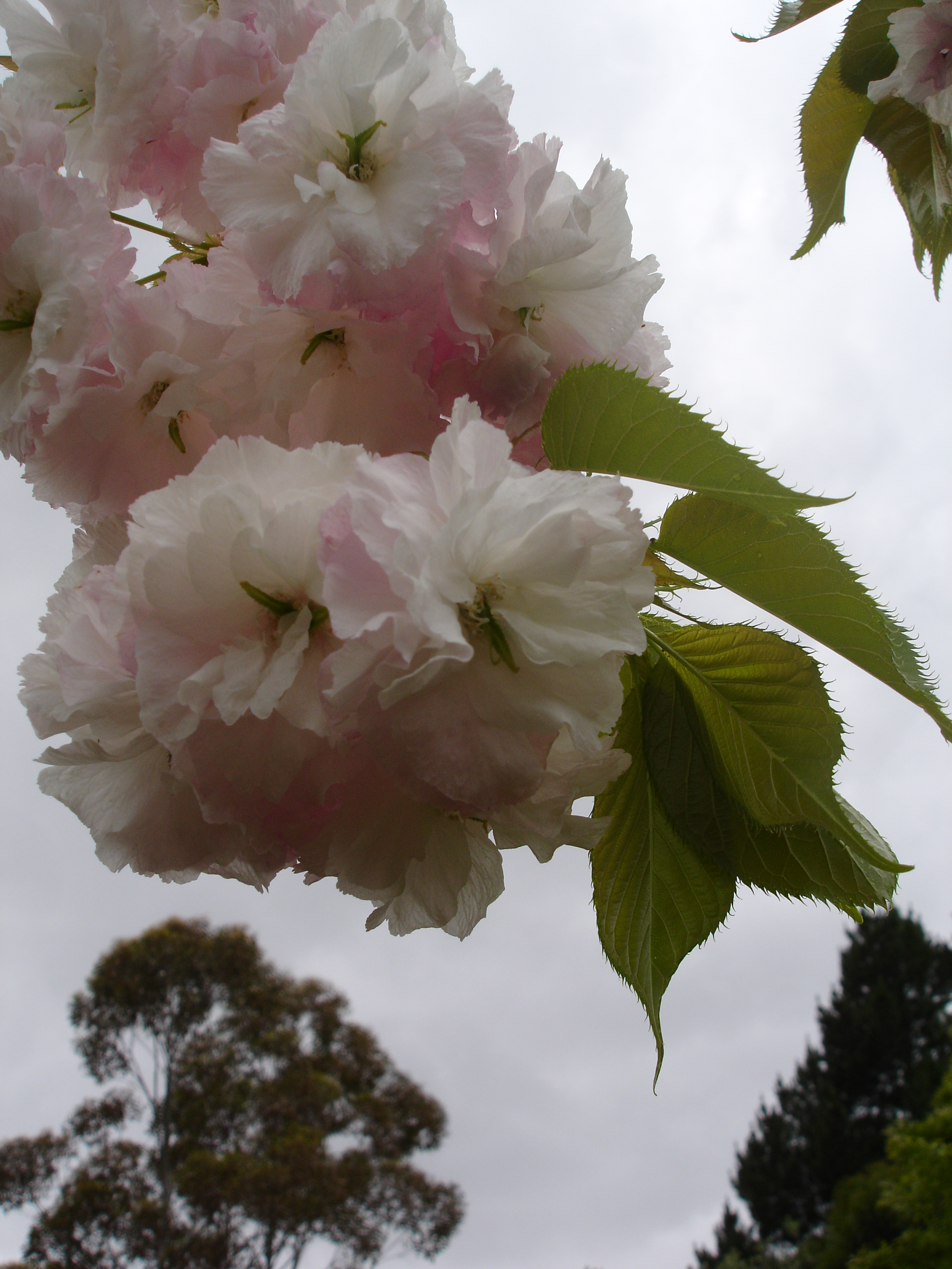 Prunus Shimidsu Sakura - Moonlight cherry - Tauranga Tree Co