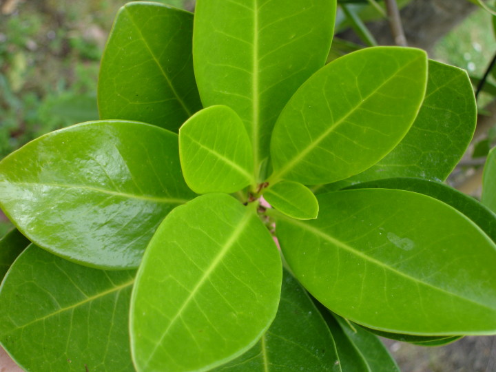 Corynocarpus laeviagatus - Karaka - Tauranga Tree Co