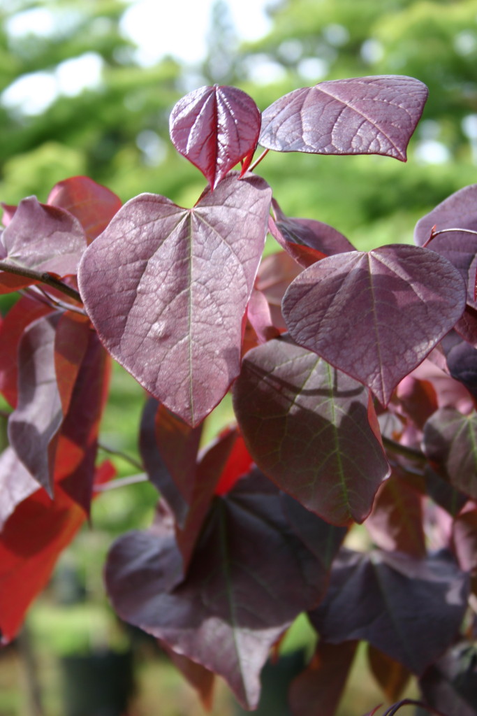 Cercis canadensis Forest Pansy - American redbud - Tauranga Tree Co