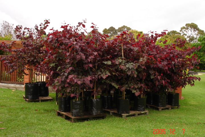 Cercis canadensis Forest Pansy - American redbud - Tauranga Tree Co
