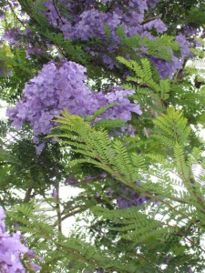 Jacaranda mimosaefolia - Jacaranda - Tauranga Tree Co