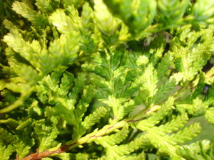 Libocedrus plumosa - Kawaka - Tauranga Tree Co