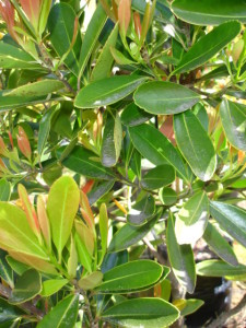 Gordonia axillaris - Fried egg tree - Tauranga Tree Co