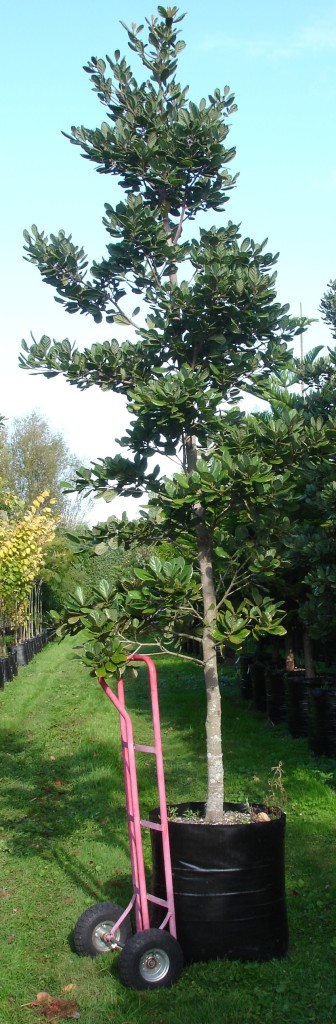 Beilschmiedia taraire - Taraire - Tauranga Tree Co