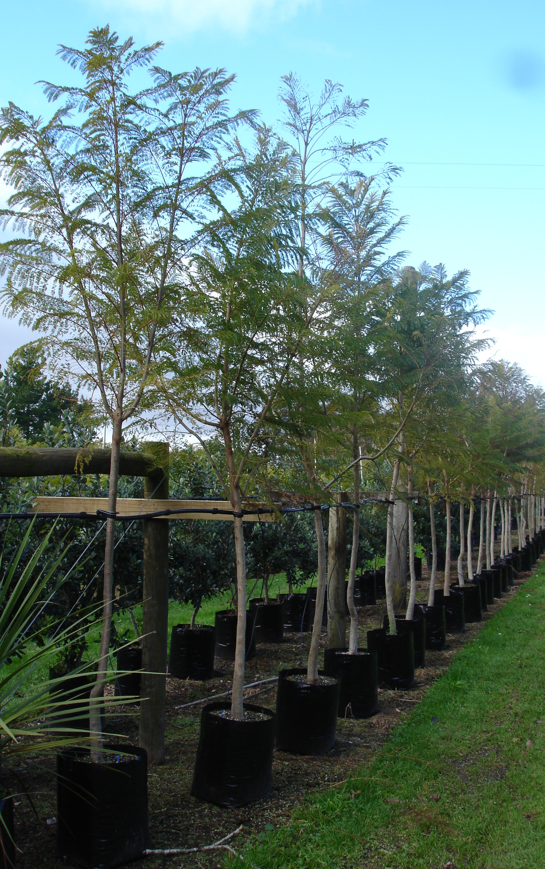 Jacaranda mimosaefolia - Jacaranda - Tauranga Tree Co