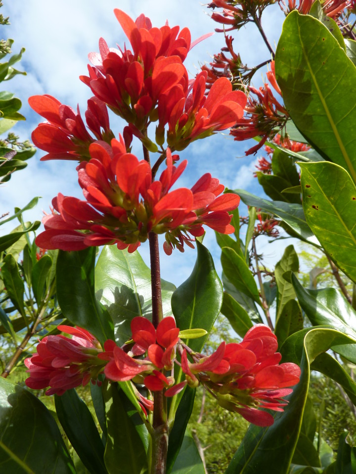 Alberta magna - Natal flame bush - Tauranga Tree Co