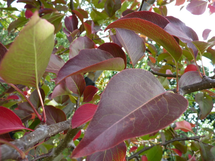 Pyrus calleryana 'Aristocrat' - Callery pear - Tauranga Tree Co