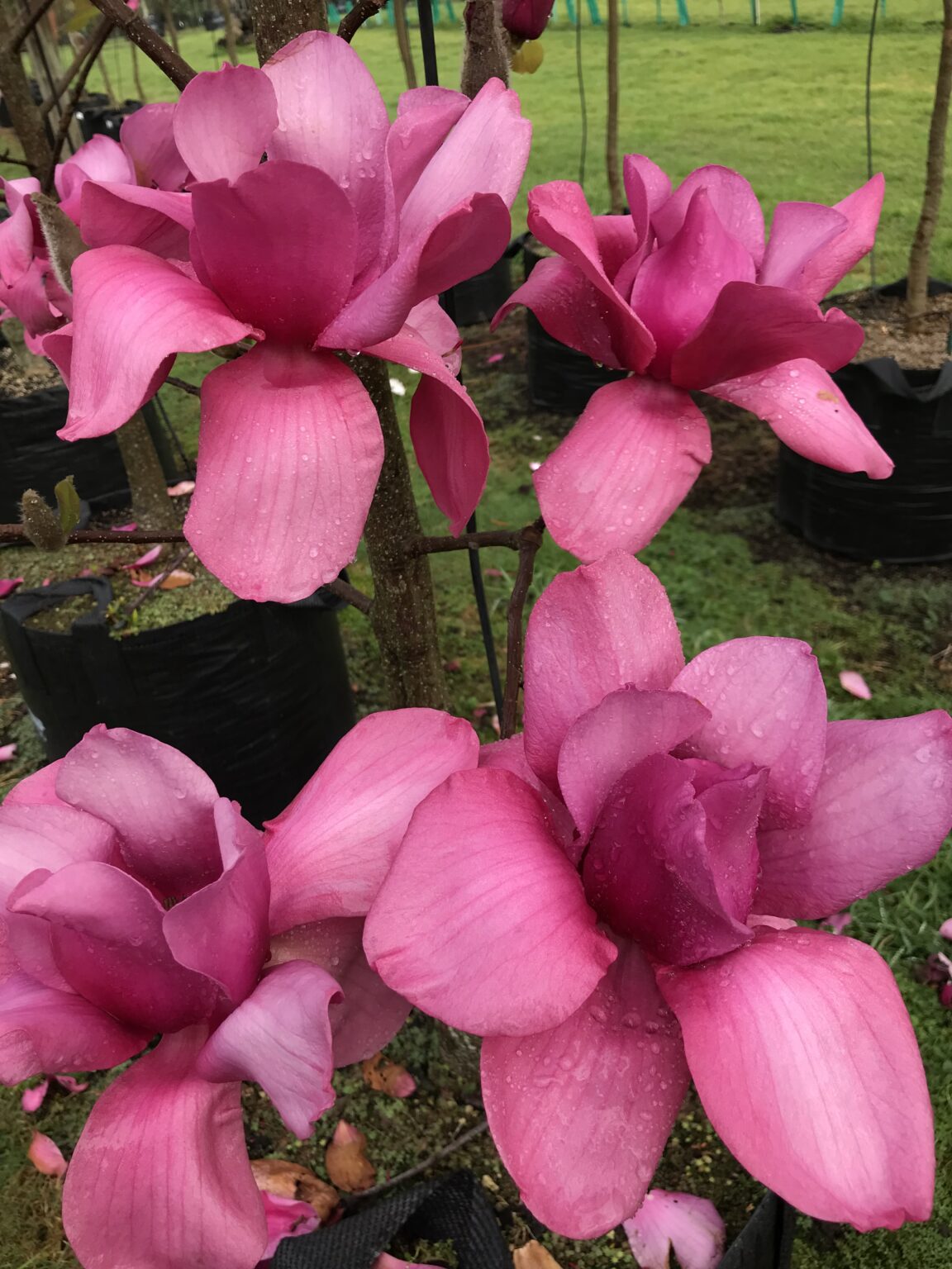 Magnolia 'Vulcan' - Tauranga Tree Co