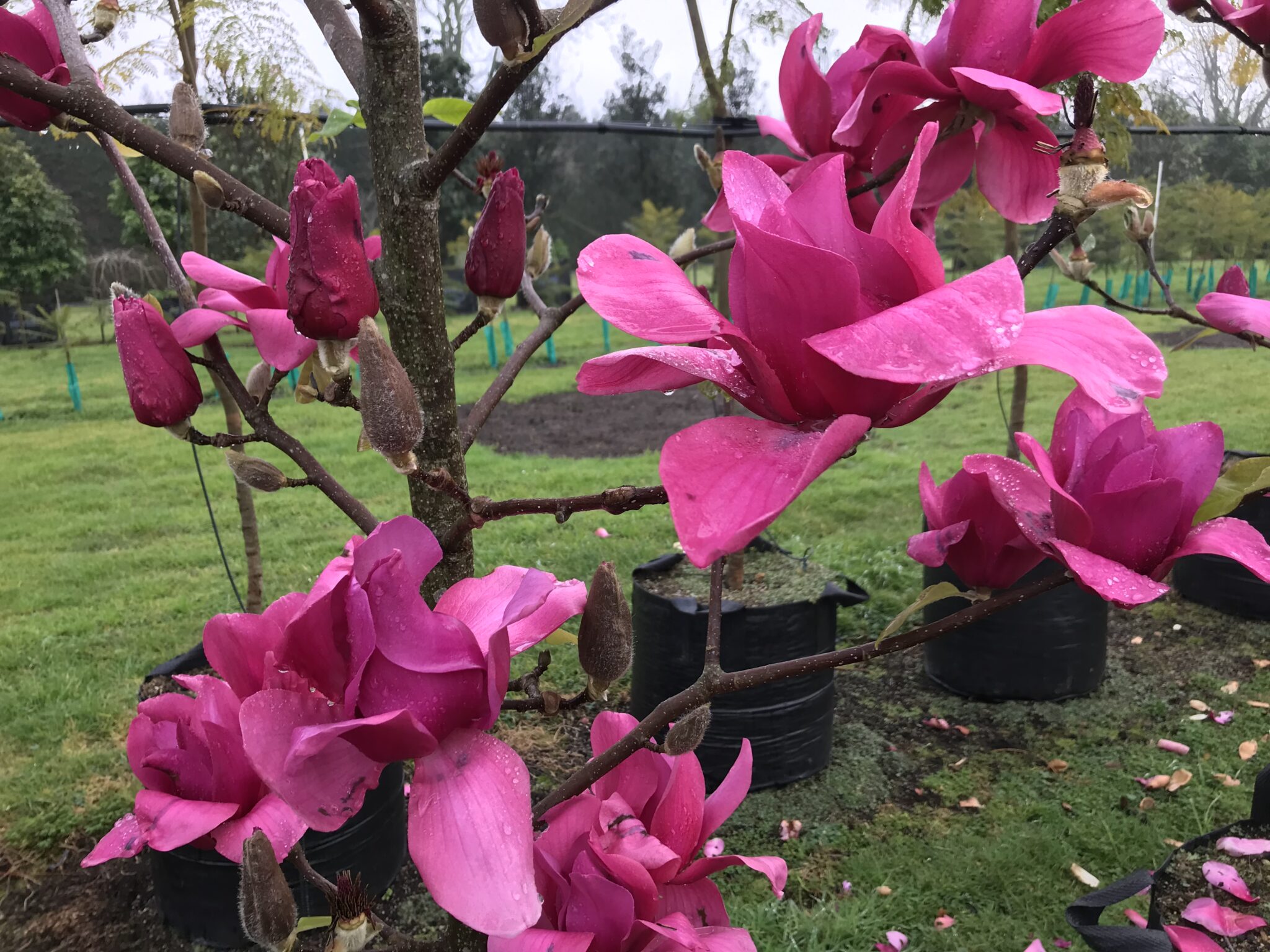 Magnolia 'Vulcan' - Tauranga Tree Co