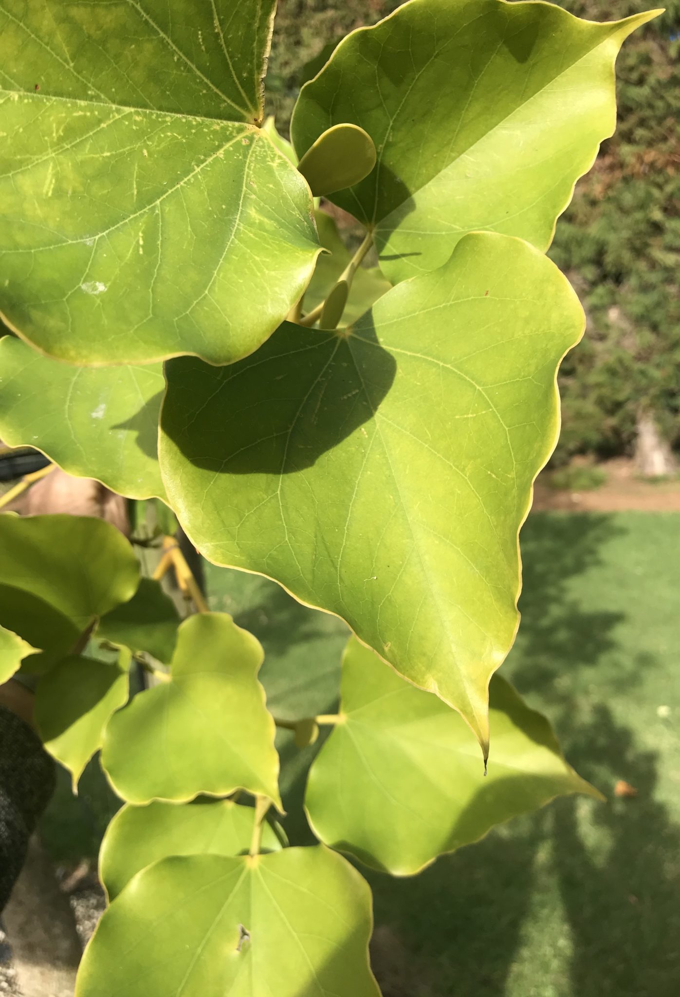 Exbucklandia populnea (rare) - Pipli tree (Malayan aspen) - Tauranga ...