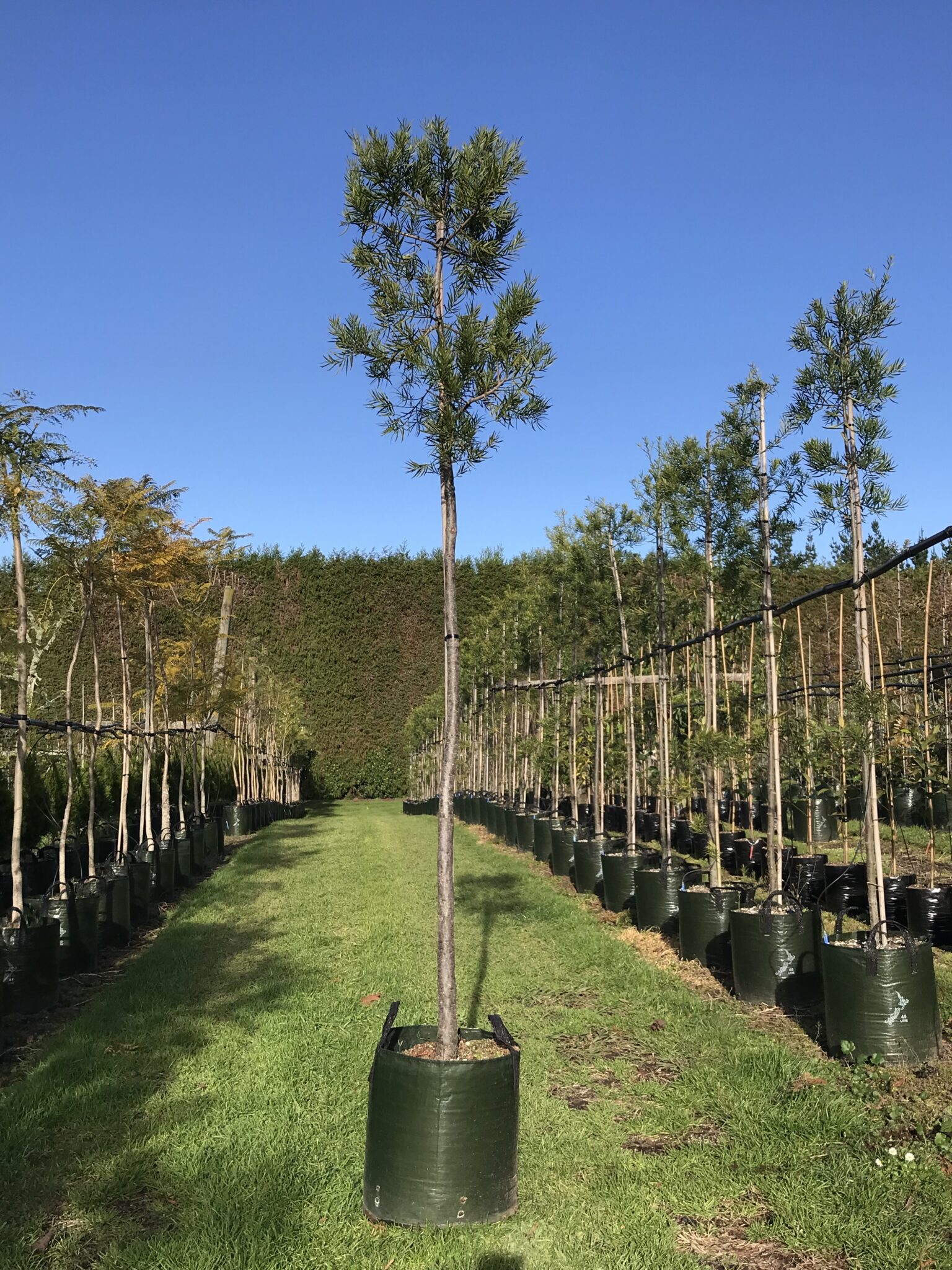 Podocarpus gracillior 1.6m Std - African fern pine - Tauranga Tree Co