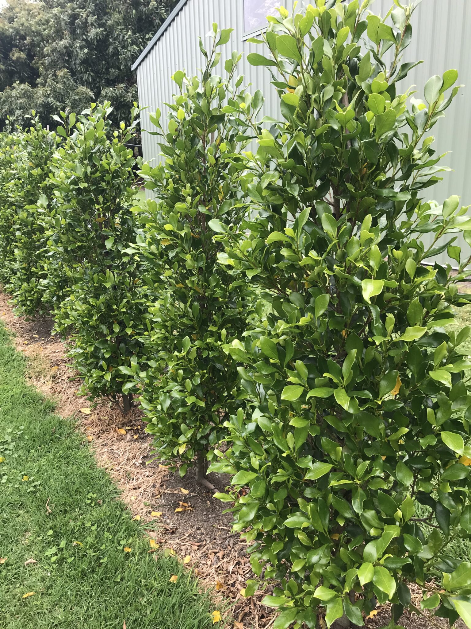 Ficus tuffy - Tauranga Tree Co