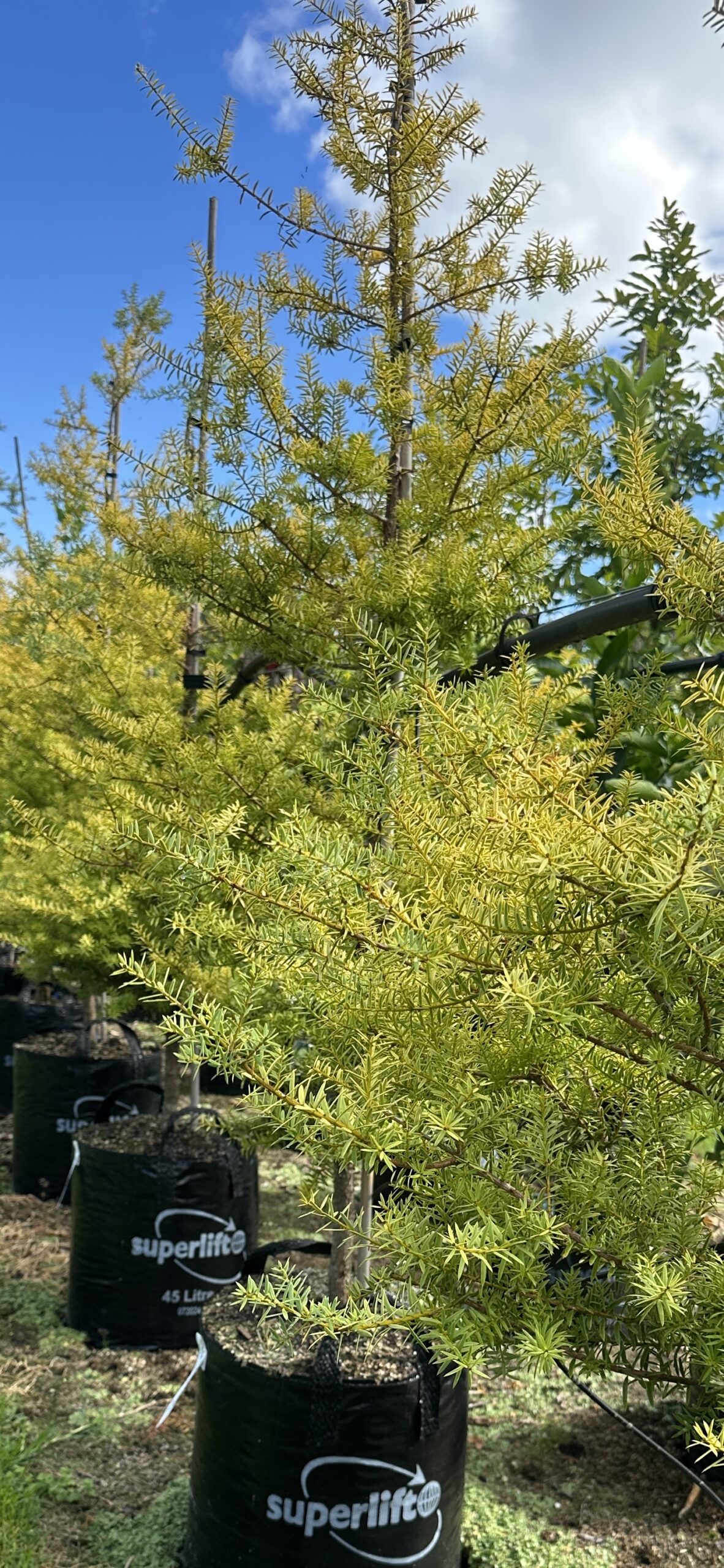 Buy Podocarpus totara Aurea - Tauranga Tree Co